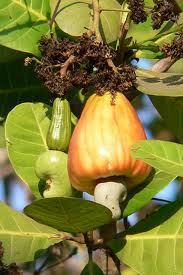 File:Cashew - Casuy.jpeg - Philippines