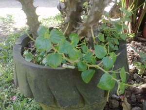 Ulasimang Bato Pansit Pansitan (peperomia Pellucida)