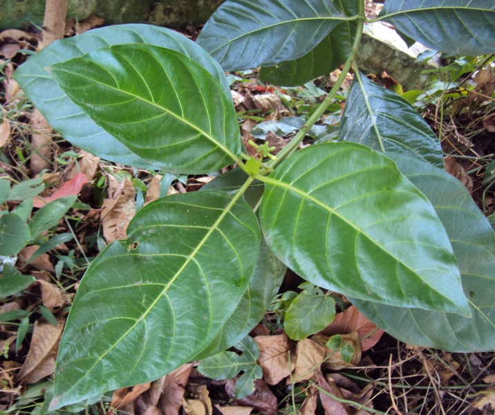 File:Morinda citrifolia leaf.jpg - Philippines