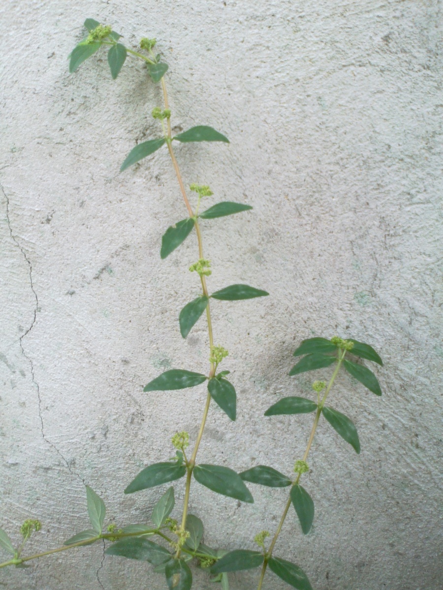 File:Tawa Tawa 2.jpg - Philippines