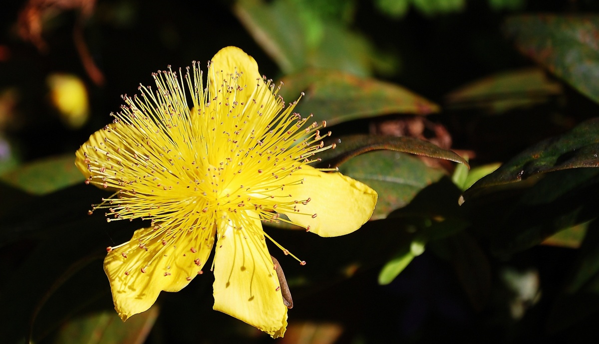 File:RUTA.jpg - Philippines