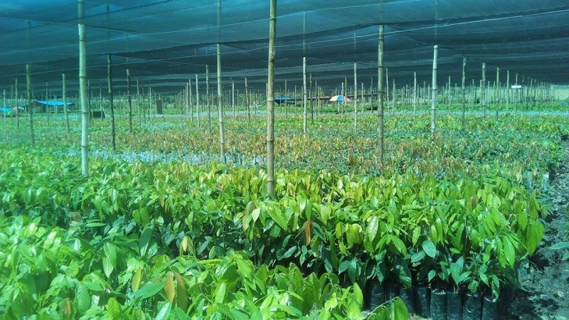 File:Grafted Seedlings of Cacao 03.jpg - Philippines
