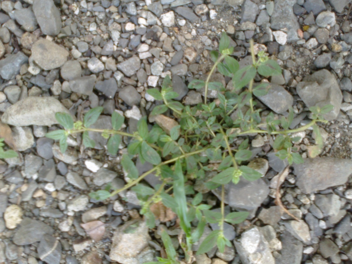 File:Tawa Tawa 5.jpg - Philippines